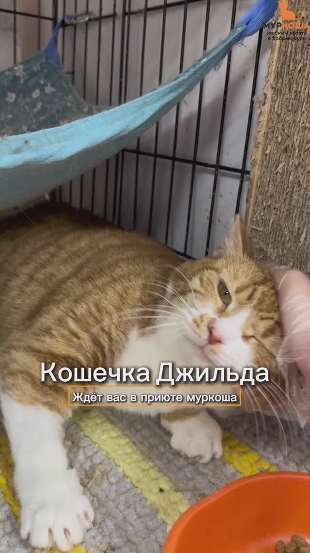 Джильда ждёт вас в приюте #Муркоша