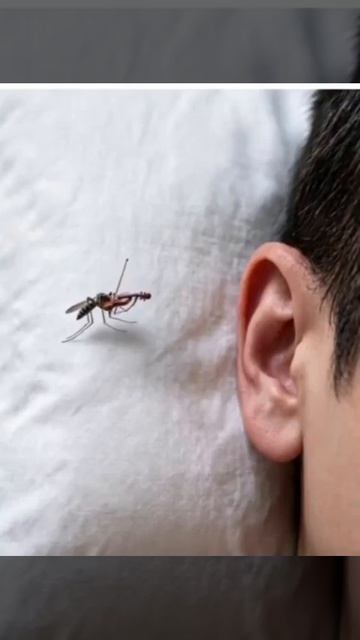 Добрый комар