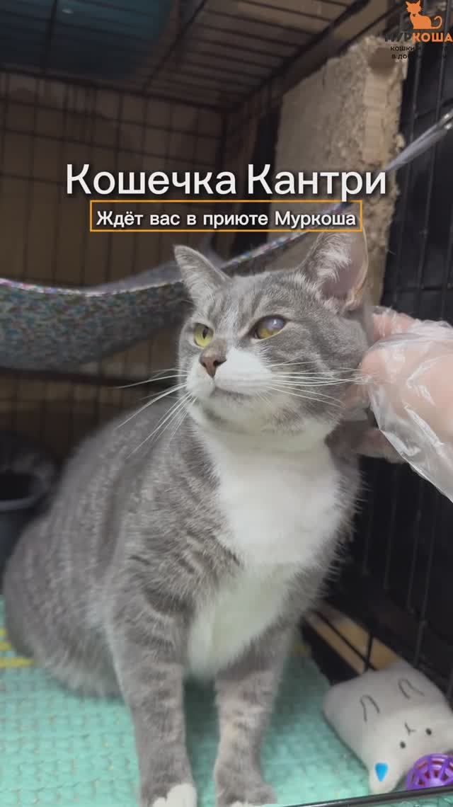 Кантри ждёт вас в приюте #Муркоша
