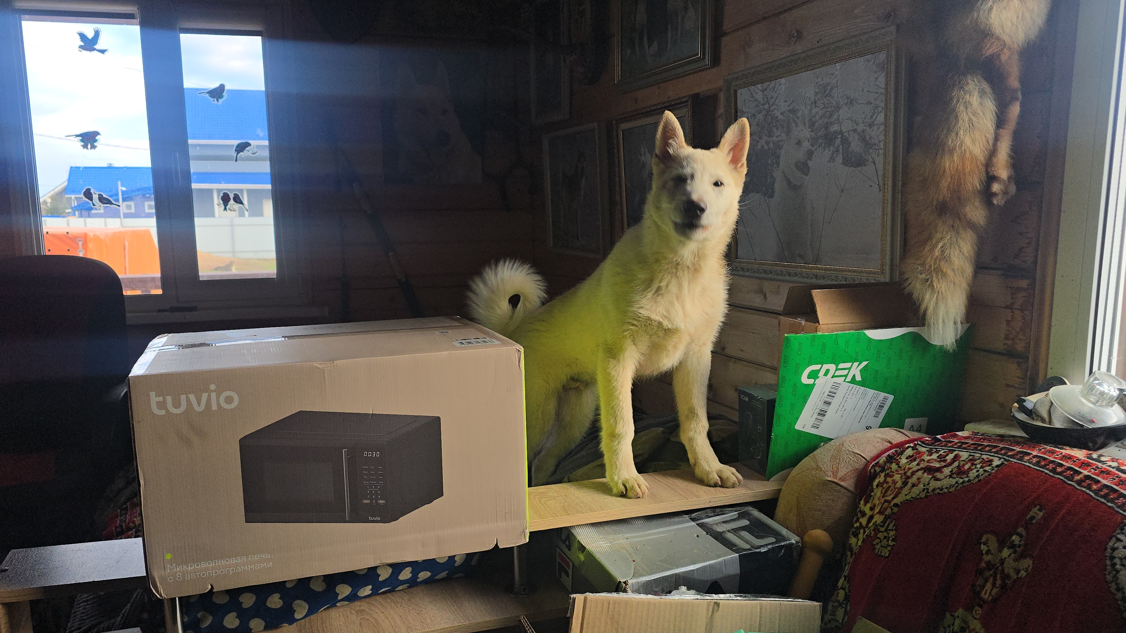 Микроаолновая печь щенкам