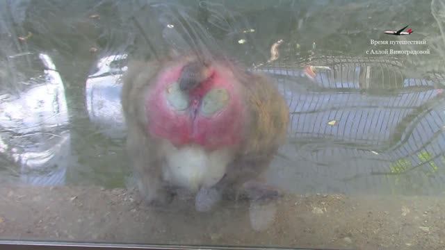 Обезьяна моет стекло и показывает свой зад / Случай в зоопарке / Ретровидео