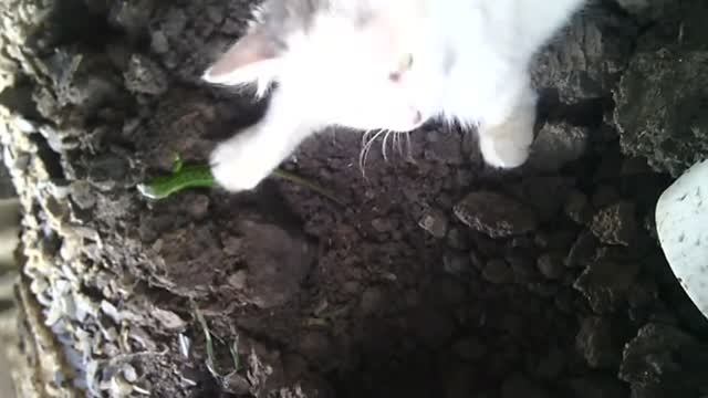 Глупый котёнок играет с ящерицей