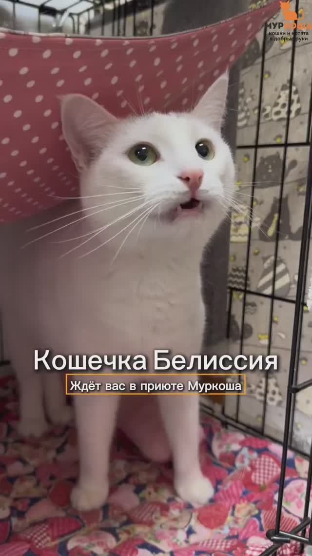 Белиссия ждёт вас в приюте #Муркоша