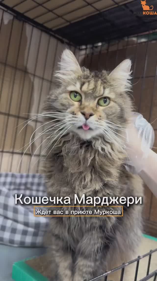 Марджери ждёт вас в приюте #Муркоша
