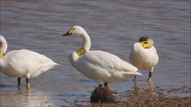 окольцованные птицы, Лебеди, наблюдение птиц в Новгородской области, Ушерско, 25 апреля 2026