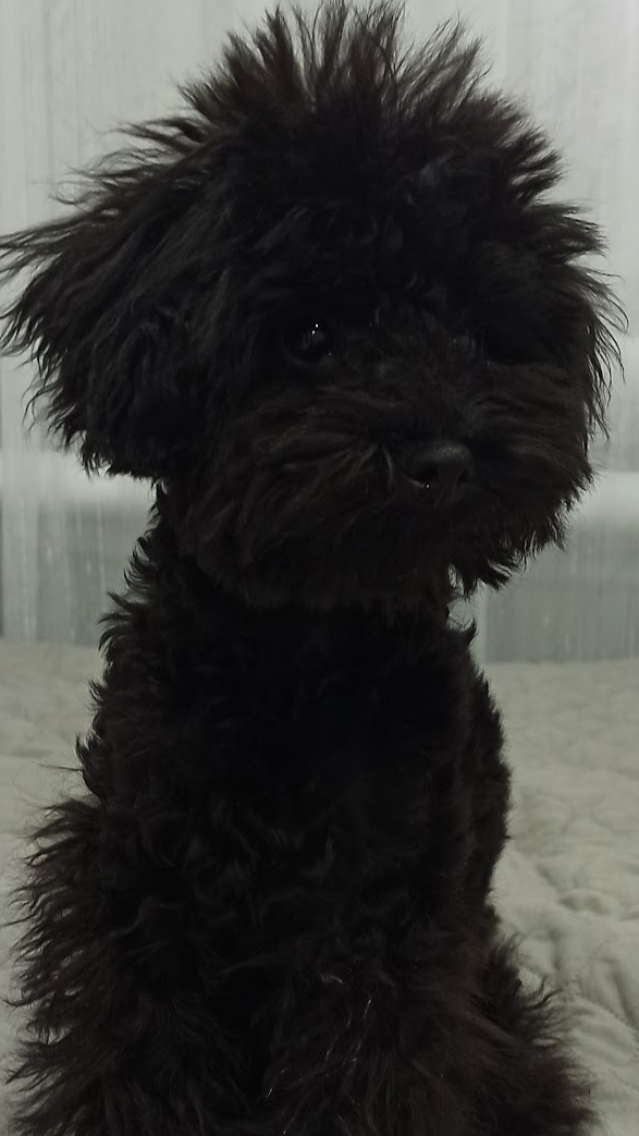 Игривый пудель.🐩 Жизнь собаки.