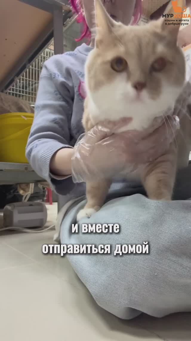 Леонард ждёт вас в приюте #Муркоша