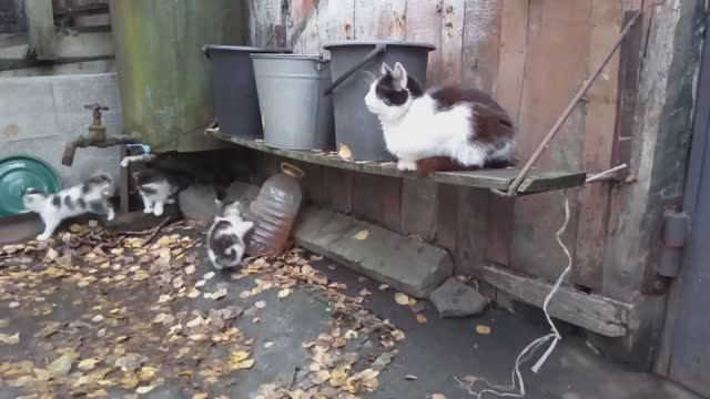 Мама-кошка выгуливает котят
