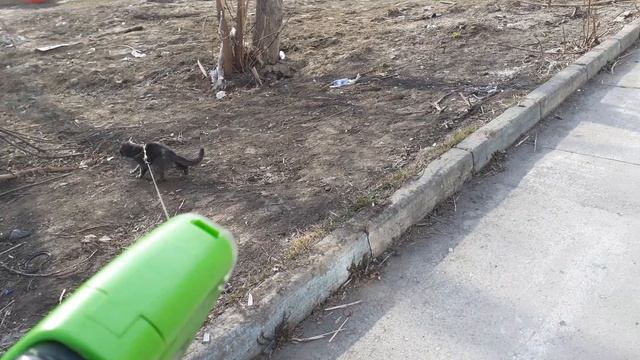На улице гуляет котик.