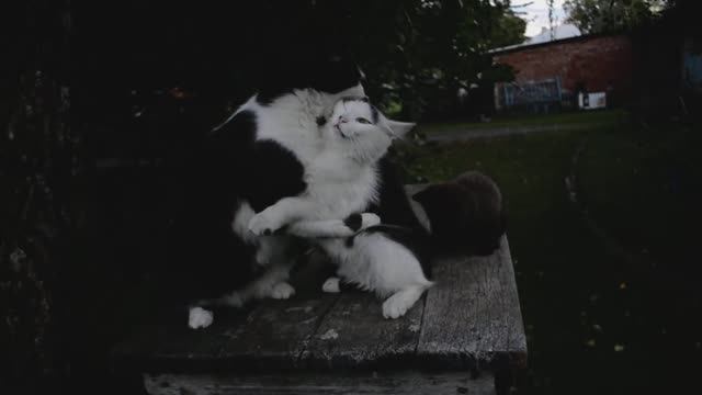 Кошки играют