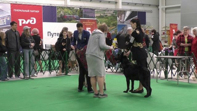 Бойкая Стая Шерстяной Зевс Громоверэец