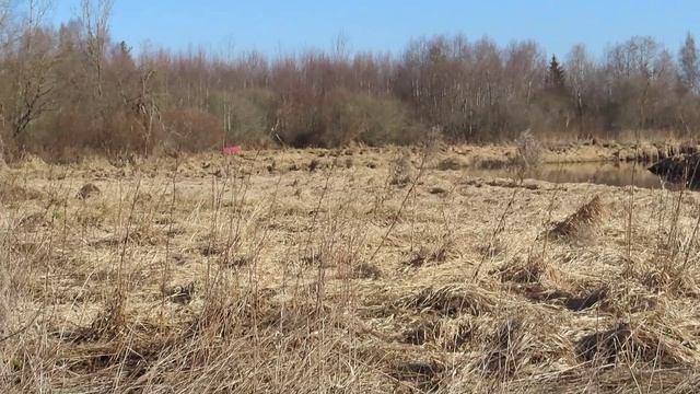 Игры тростниковых овсянок на берегу Ижоы