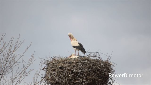 Аисты в Липецкой области 25.04.26