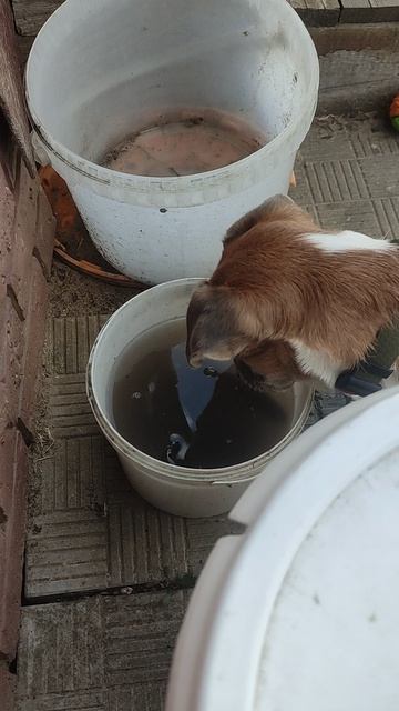 ДЖЕК РАССЕЛ собака рыболов