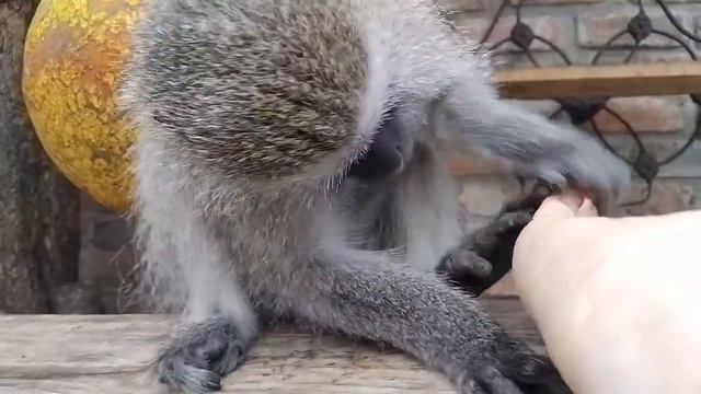 Нежный маникюр для глубокого сна и расслабления | ASMR Baby Monkey Lollipop