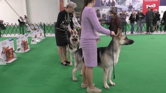 Сравнение класса юниоров