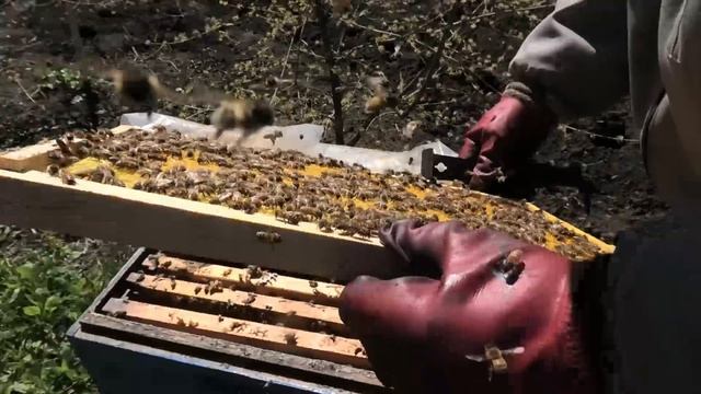 ПЕРВОЕ РАСШИРЕНИЕ ГНЕЗДА.