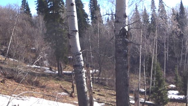 2026 апрель 25, черемша.