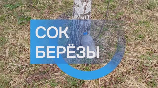 Сок берёзы, слабовато, но попить хватит👀😉
