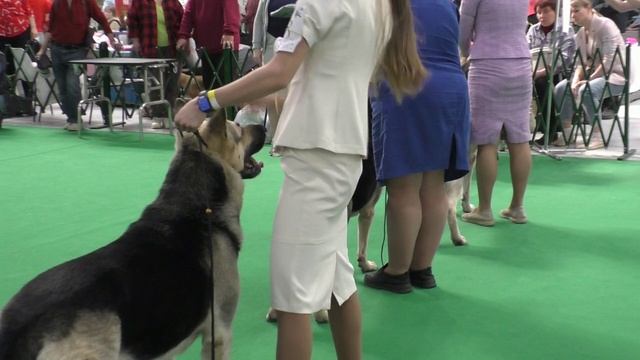 Сравнение на ЛЮ и ЛПП