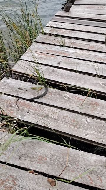 Snake on the Shore ©20250708