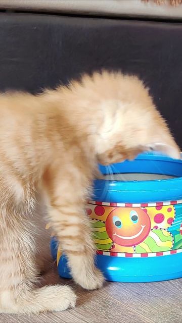 Котенок. Я возьму мяч. #котенок