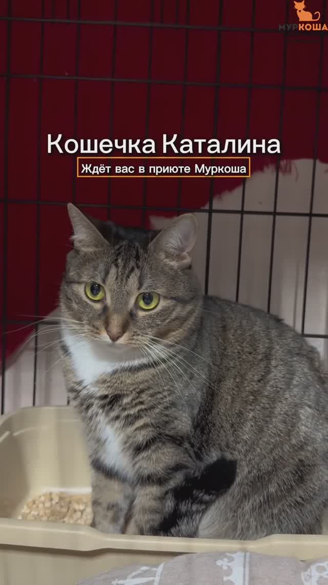 Каталина ждёт вас в приюте #Муркоша