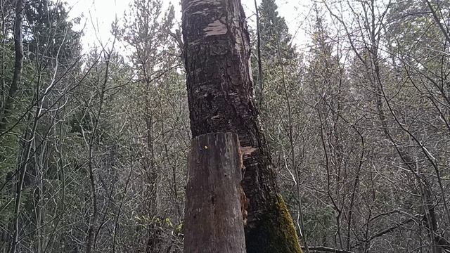 Пневматика и тактика.