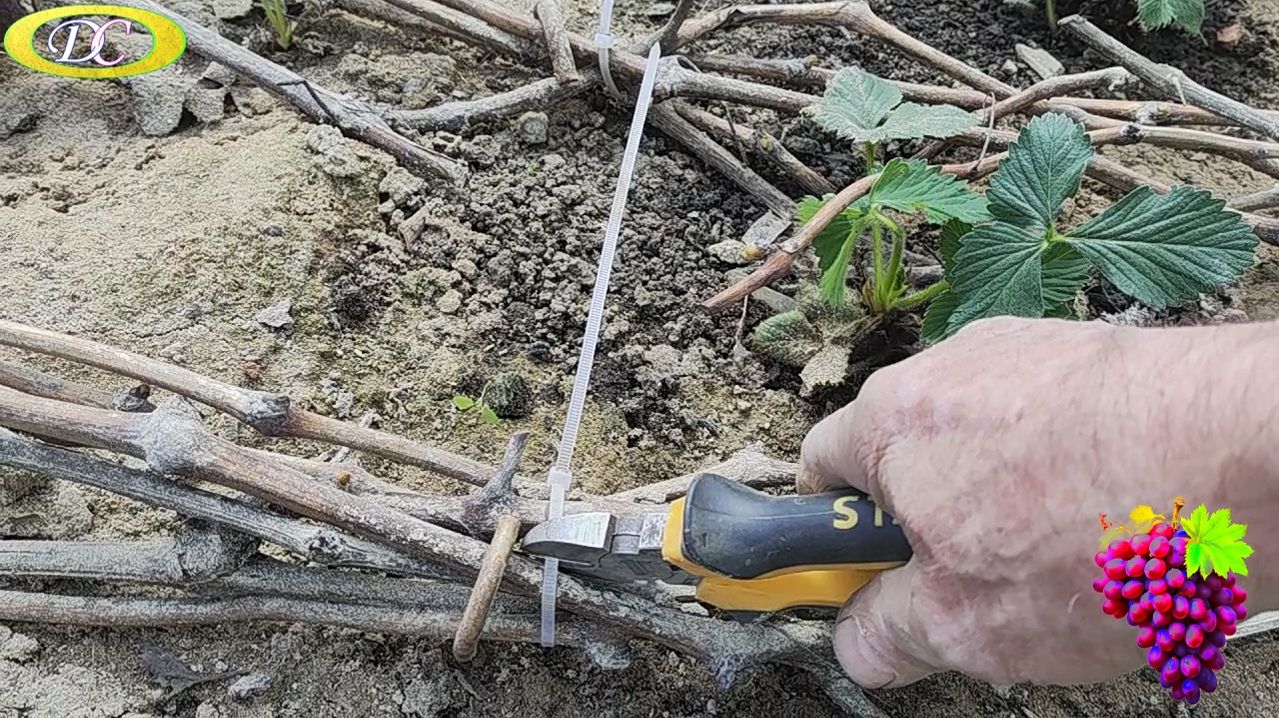 Виноград после зимовки.Какие работы необходимо выполнить. Виноградарство Воронежской области.