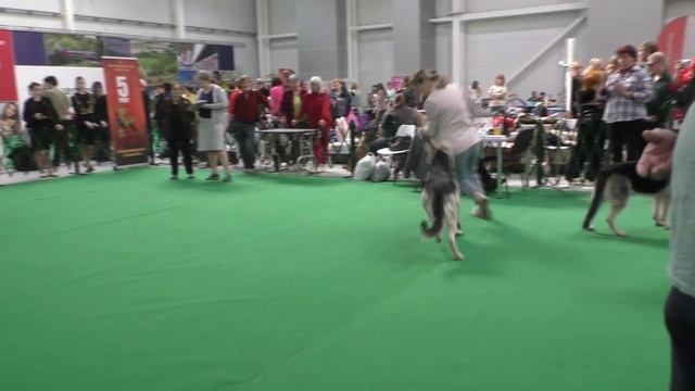 Серебряный Волк Паллада Ева Виктория