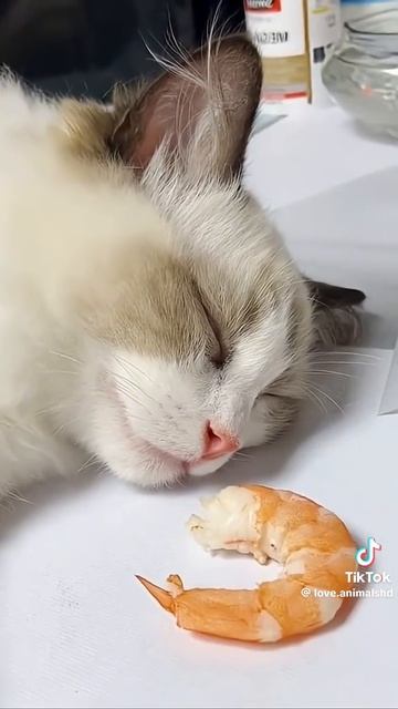 Не будить! 😺 А если будить, то только так!