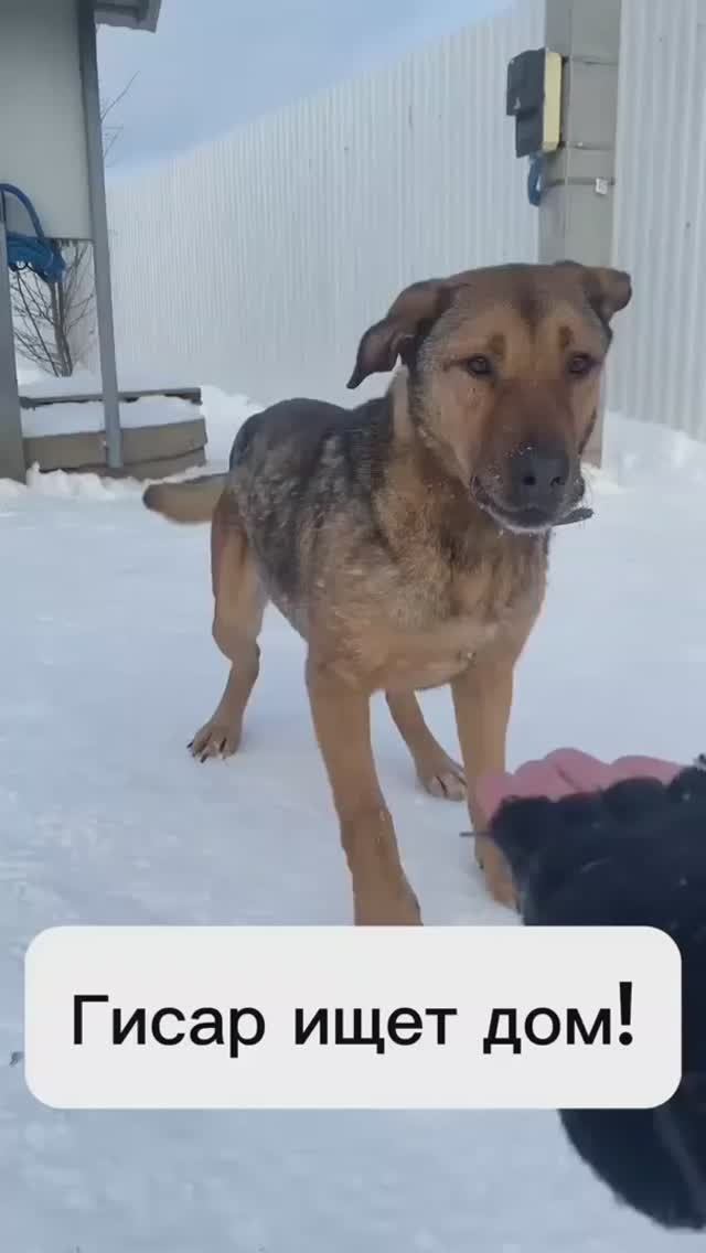 🐶Обратите пожалуйста на меня внимание!! Я - ГИСАР