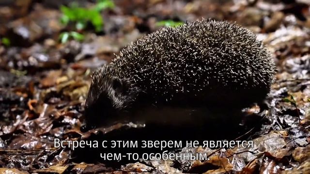 Встреча с диким ежом. Как себя вести в этой ситуации.
