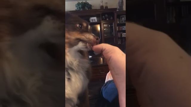 Маникюр от моего пса | ASMR 15 min loop