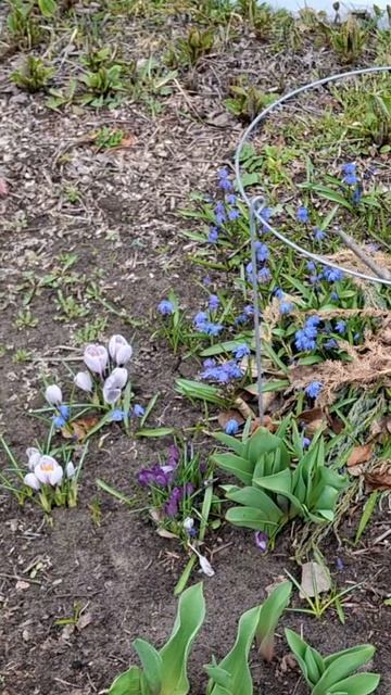 Первая весенняя радость