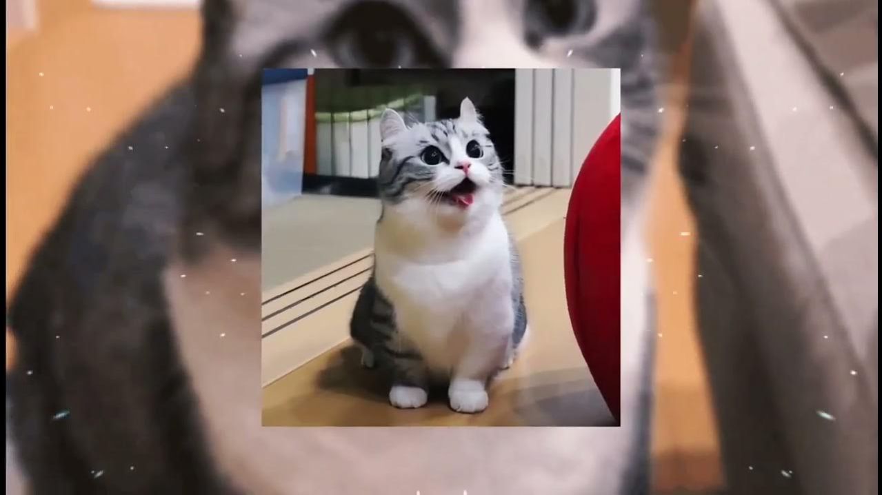 Комару бананчики мэшап 1 час кошка мем