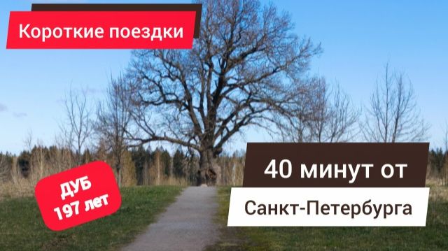 197-летний дуб. Ленобласть