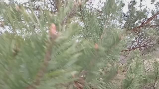 Прогулка по лесу, эмоции и впечатления