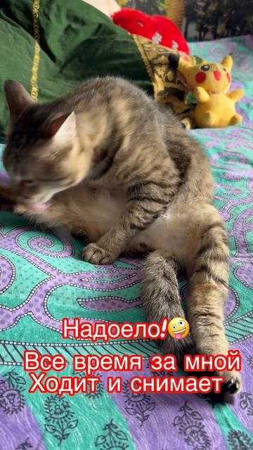 Не мешайте Зиточке😻😁🤪😍🤩🐈