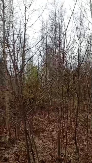 Огромнейший муравейник, Смотрим - очень круто