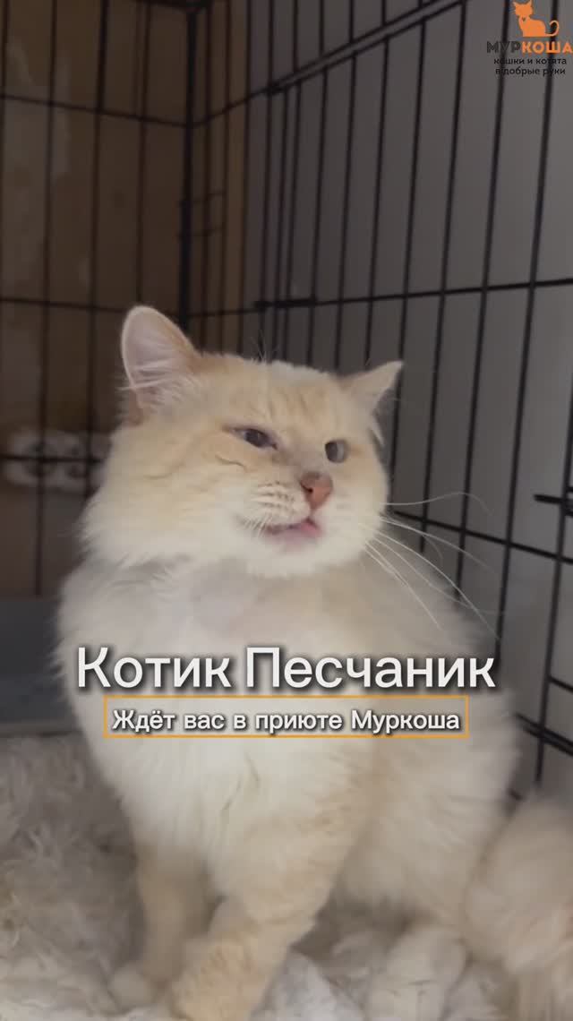 Песчаник ждёт вас в приюте #Муркоша