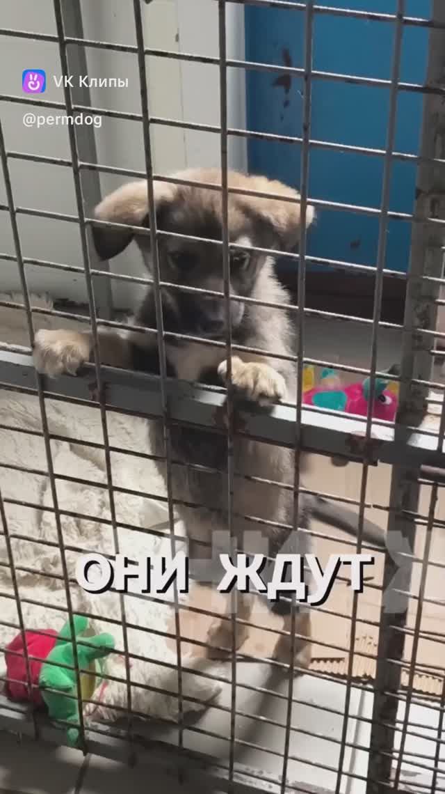 Щенки в приюте! Срочно ищем дом малышам ❤️
