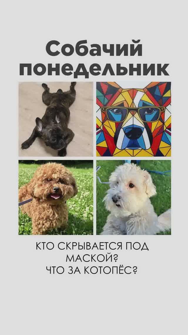ЭТО ЧТО ЗА КОТОПЁС?