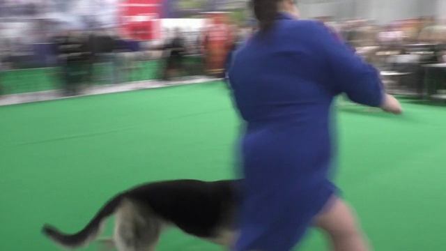 Бойкая Стая Волшебница