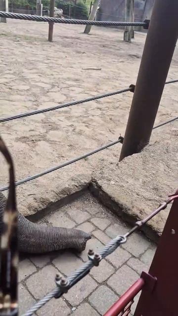 слон обжора