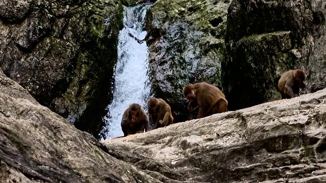 в горах обезьяны