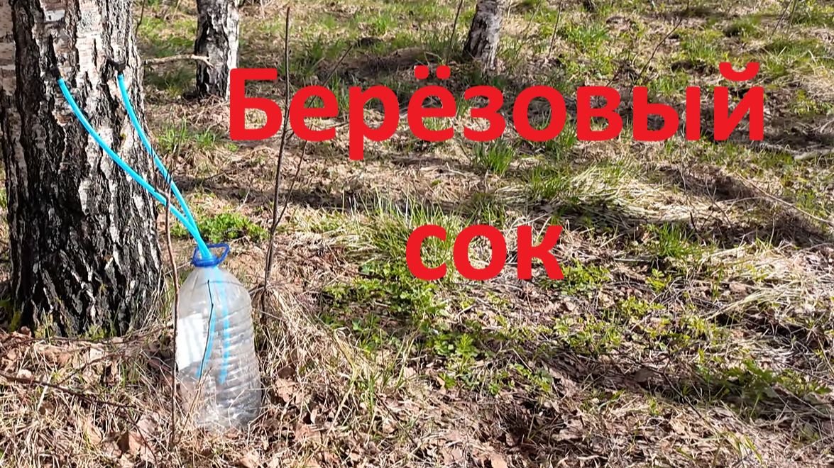 Берёзовый сок. Гриб строчок. Семейный поход в лес. Съёмка квадрокоптером.