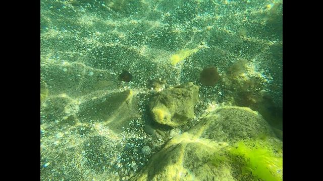 Судак. Крым. Подводная съёмка в Чёрном море крабы