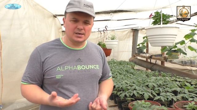 Рассада будет крепкой и приземистой, если соблюдать эти правила.