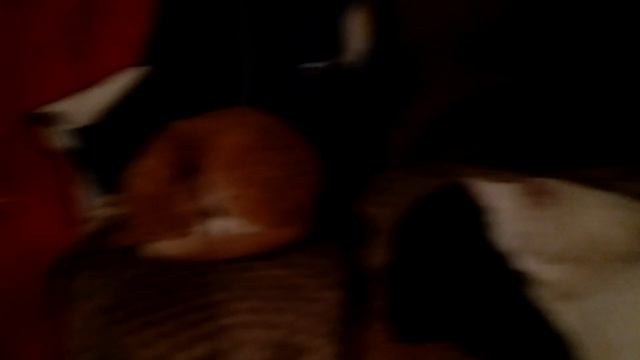 Кошки спят...